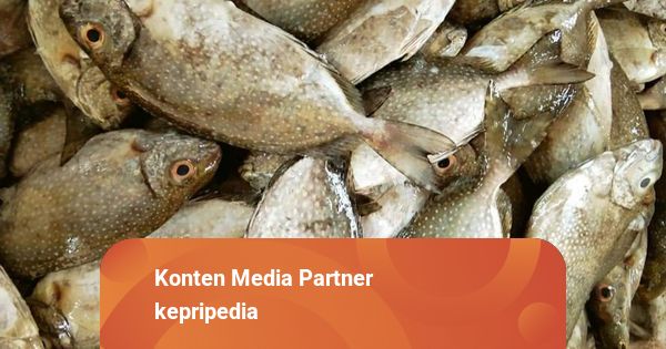 Imlek 2021, Tangkapan Ikan Dingkis 'Pembawa Hoki' Berkurang | kumparan.com